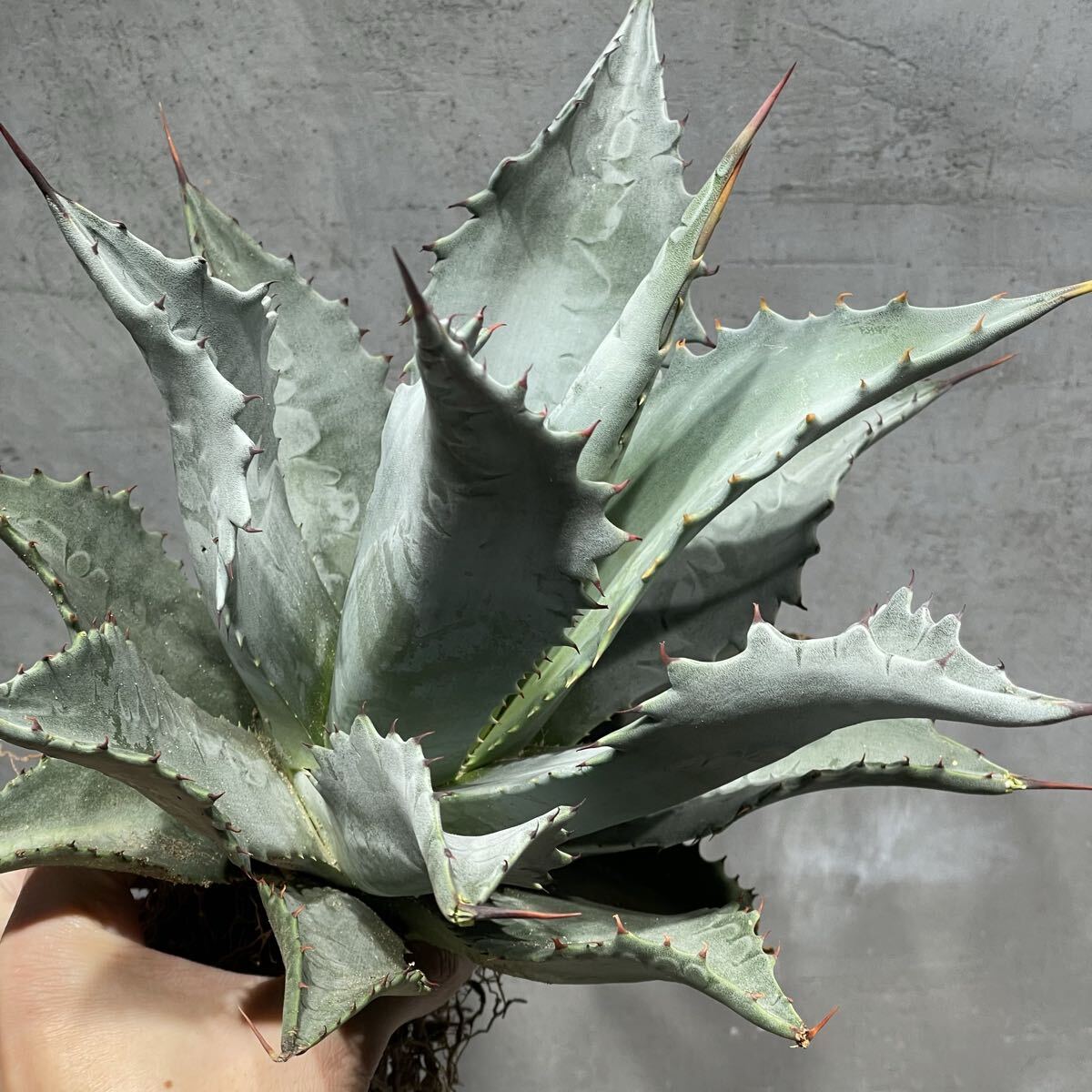 Yahoo!オークション - Agave[N PLANTS ORIGINAL HYBRID 006]hyb[uta...