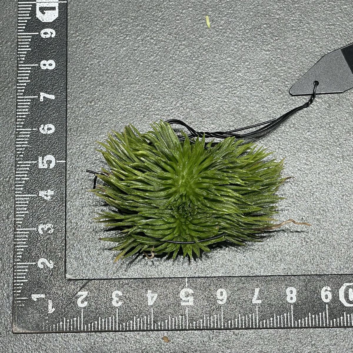 Yahoo!オークション - チランジア イオナンタ Tillandsia ionantha 'Cr...