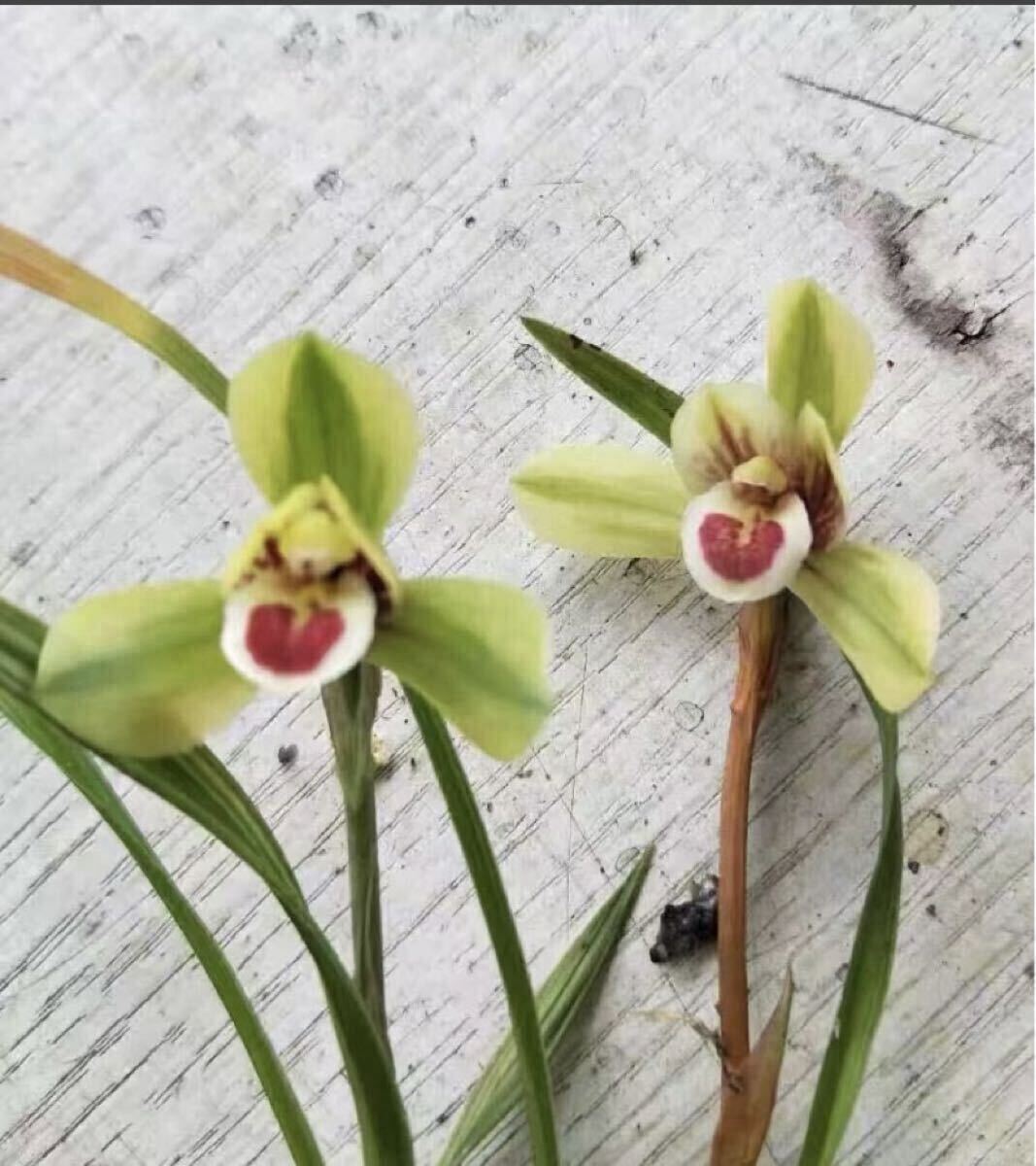 Yahoo!オークション - 【般若園芸】中国春蘭「金海棠」 葉花双芸 上品...