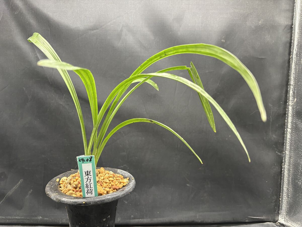 Yahoo!オークション - 【般若園芸】中国蘭 建蘭(四季蘭）「東方紅荷」