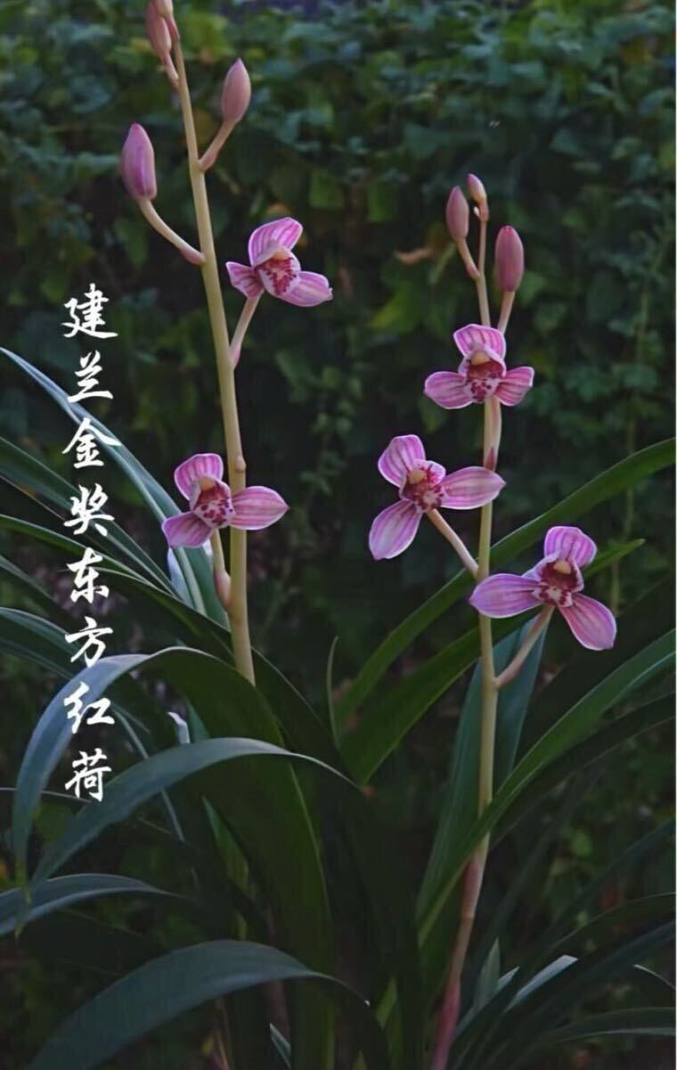 Yahoo!オークション - 【般若園芸】中国蘭 建蘭(四季蘭）「東方紅荷」