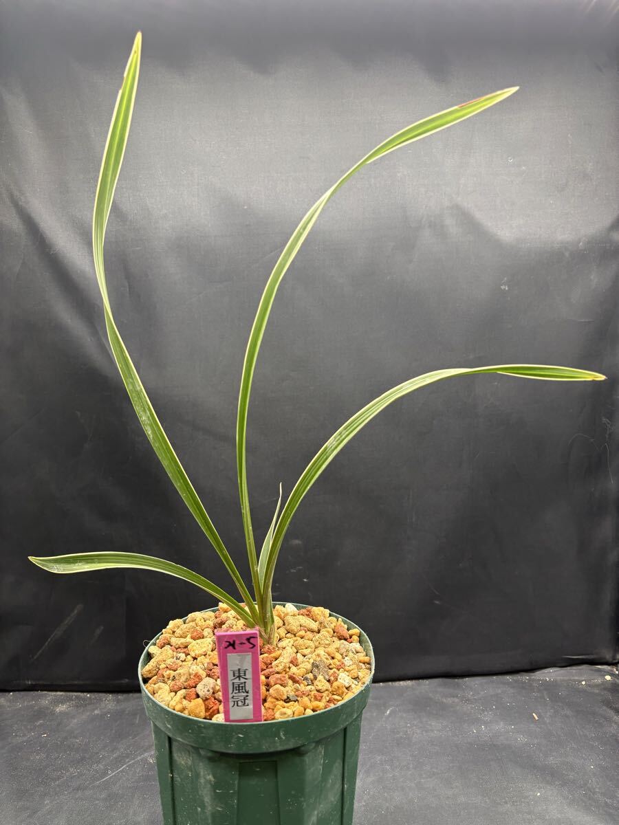 Yahoo!オークション - 【般若園芸】中国春蘭「東風冠」 上品な香り 上...