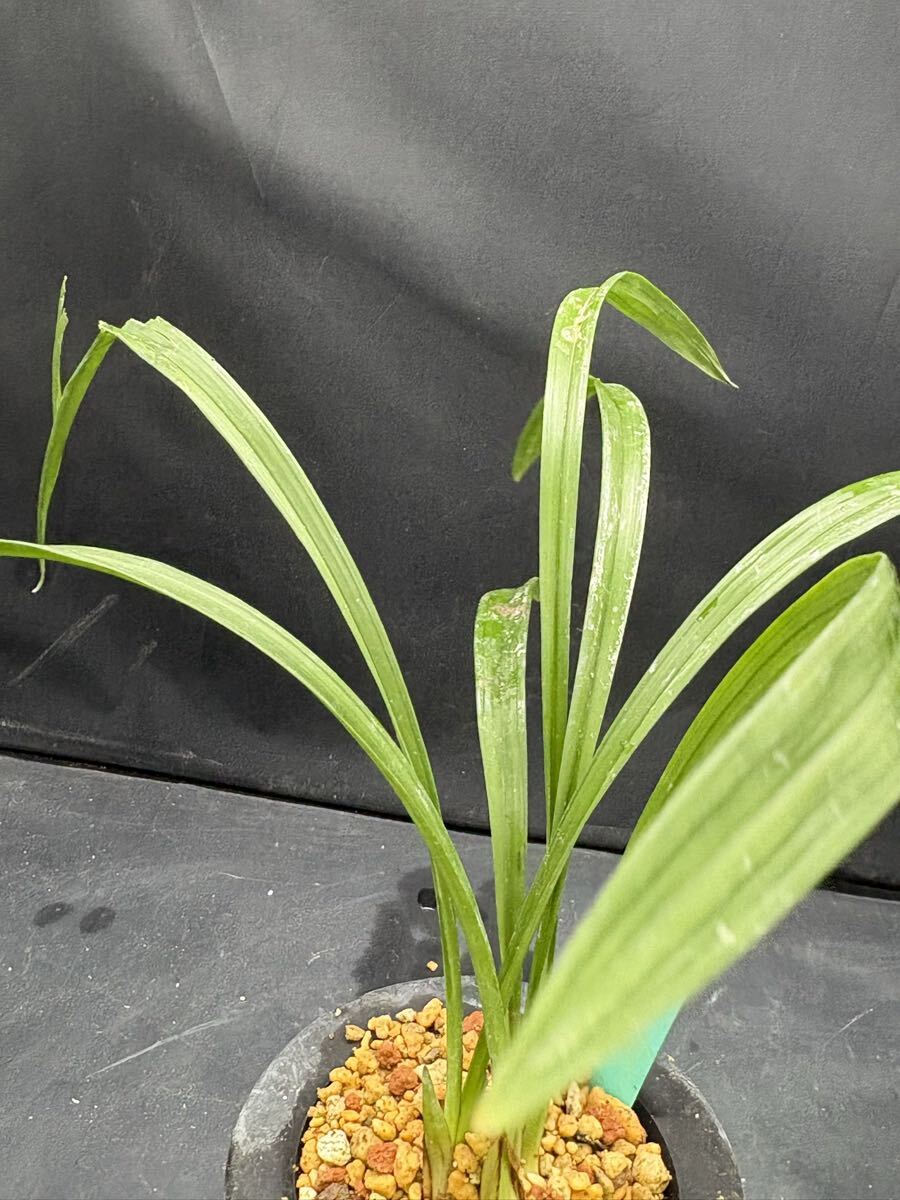 Yahoo!オークション - 【般若園芸】中国蘭 建蘭(四季蘭）「東方紅荷」