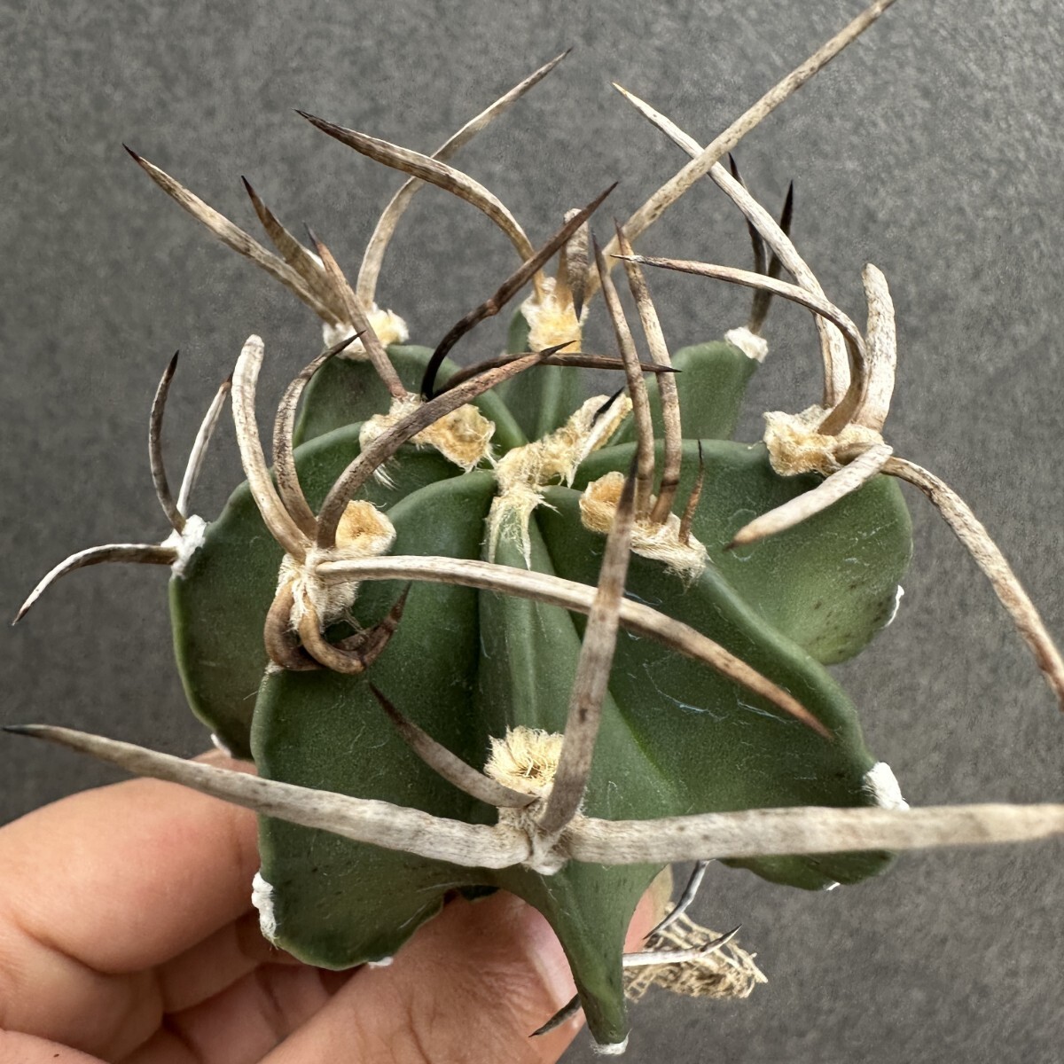 Yahoo!オークション - L48 アストロフィツム 黒刺水牛大鳳玉 実生選抜 ...