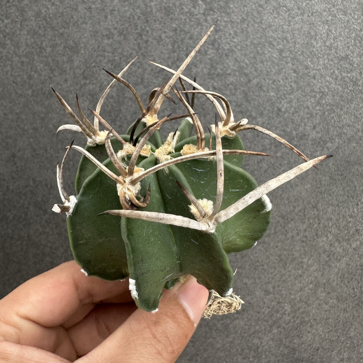 Yahoo!オークション - L48 アストロフィツム 黒刺水牛大鳳玉 実生選抜 ...