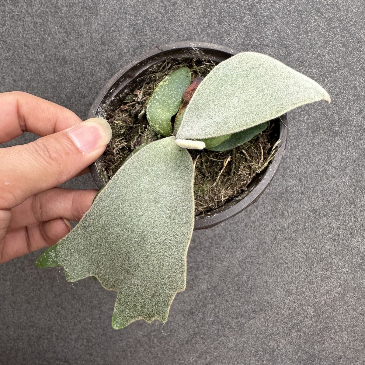 Yahoo!オークション - L51 ビカクシダ Platycerium willinckii Nano