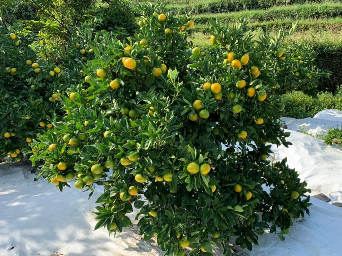 Yahoo!オークション - 有田みかん《出荷品》5kg 【老舗農家直送 和...