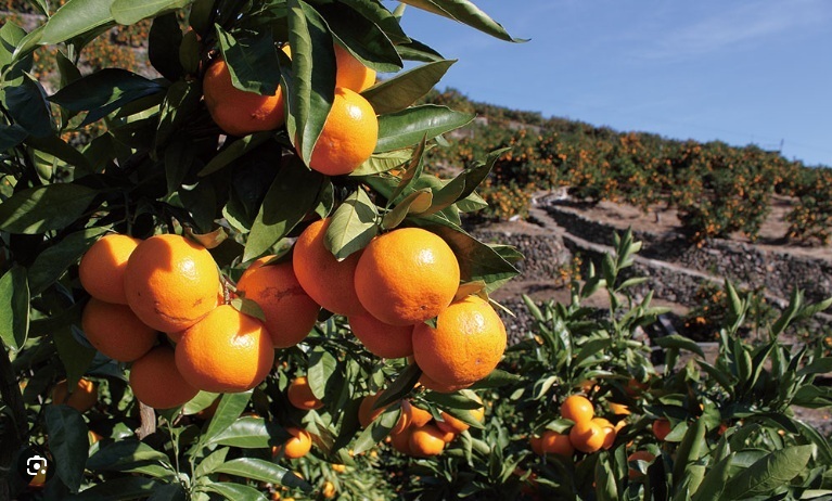 Yahoo!オークション - 有田みかん《出荷品》5kg 【老舗農家直送 和...