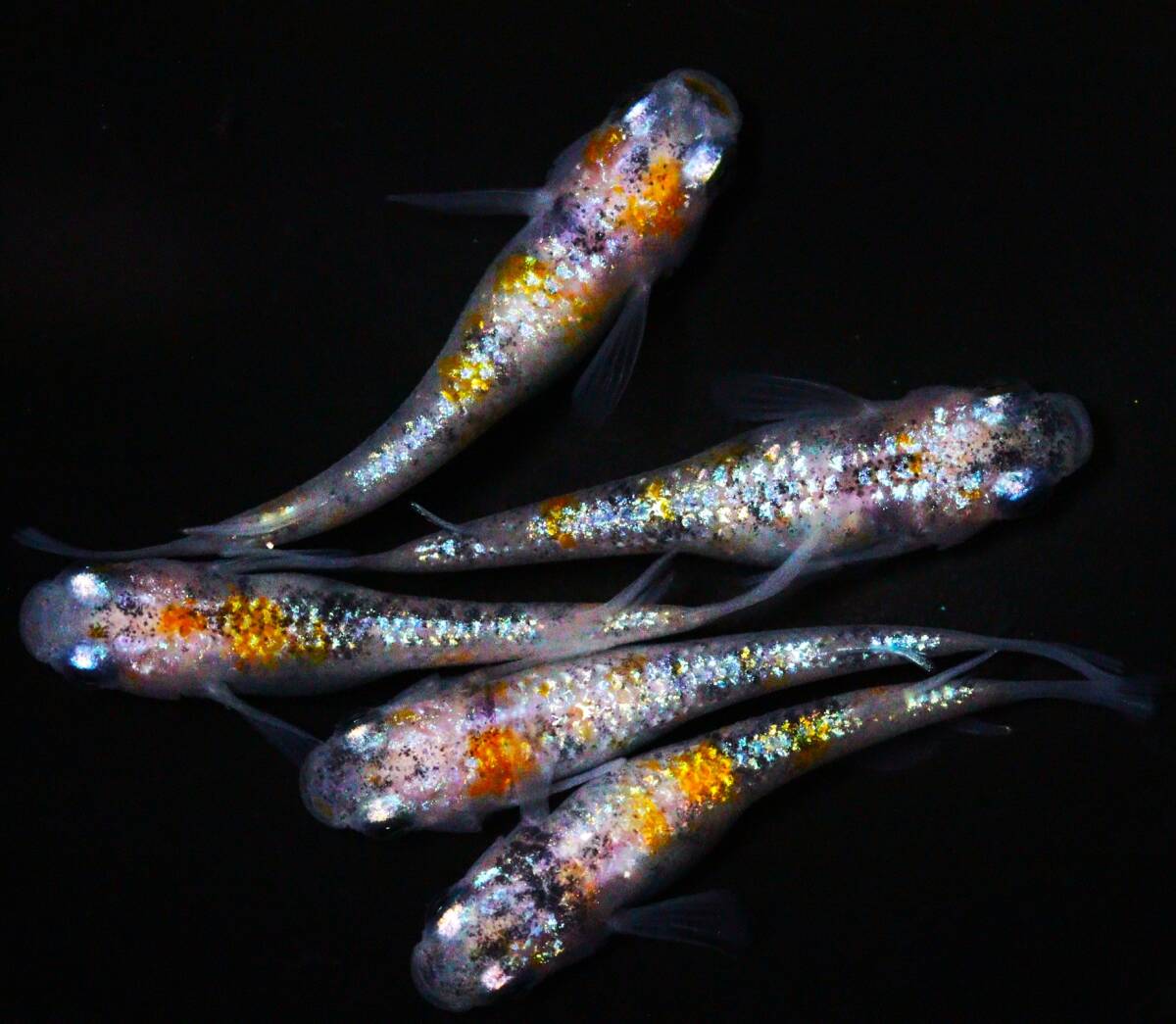 Yahoo!オークション - 【岬メダカ】U ダリア（月華ブルー×桜餅） 種親...