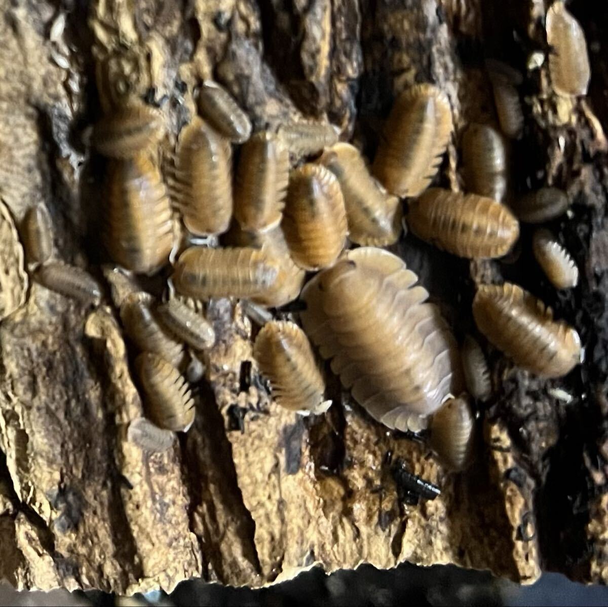 Yahoo!オークション - 10匹＋α VEX ダンゴムシ巨大種