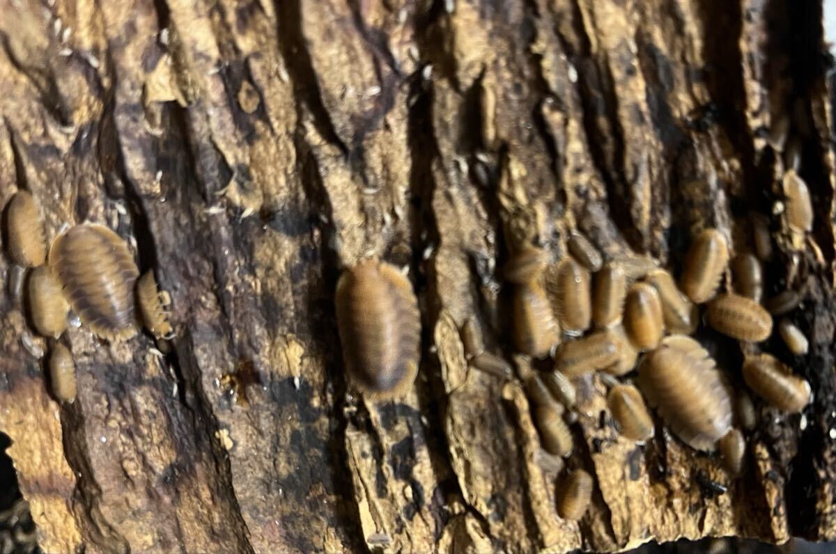 Yahoo!オークション - 10匹＋α VEX ダンゴムシ巨大種