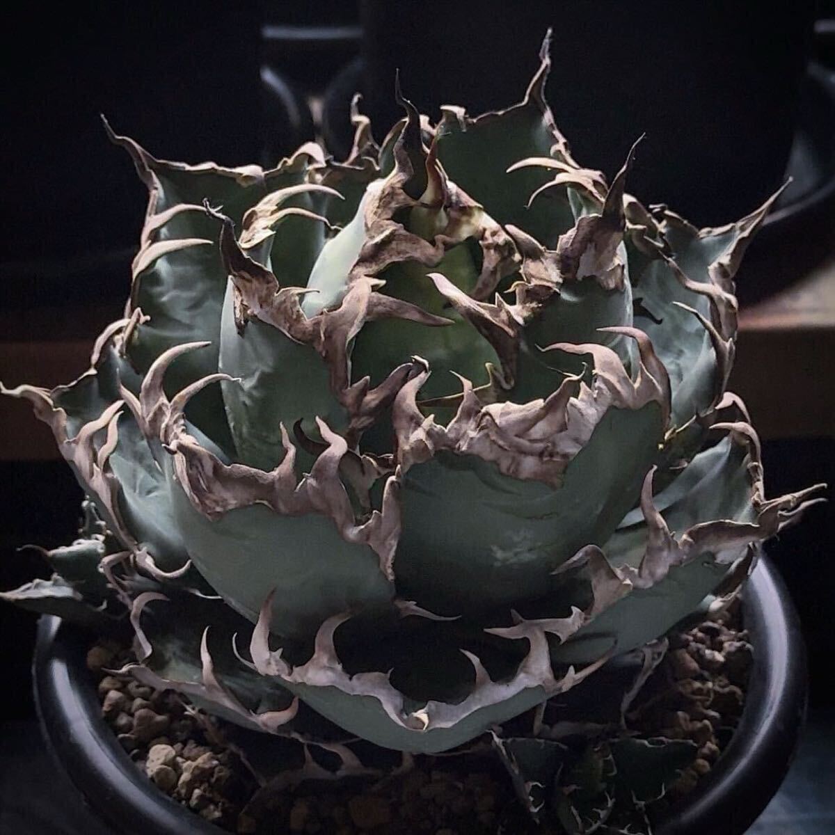 Yahoo!オークション - 【FK PLANTS】 Agave titanota ‘Caesar’ （子...