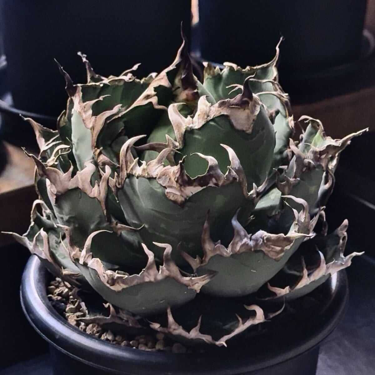 Yahoo!オークション - 【FK PLANTS】 Agave titanota ‘Caesar’ （子...