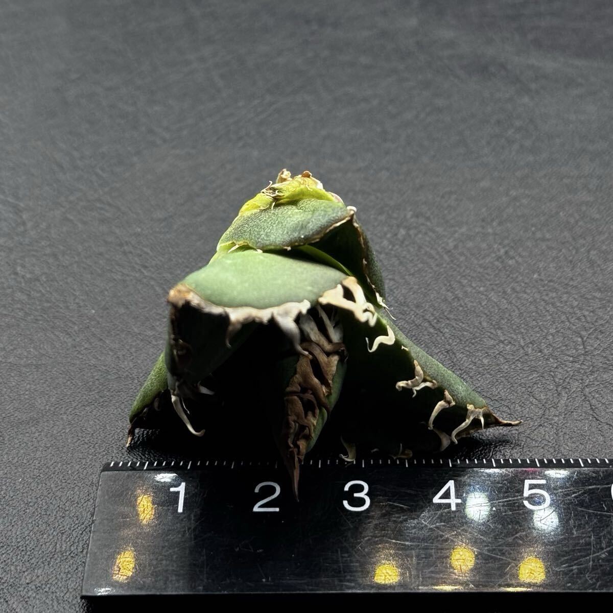 Yahoo!オークション - 【FK PLANTS】 Agave titanota ‘Caesar’ （子...