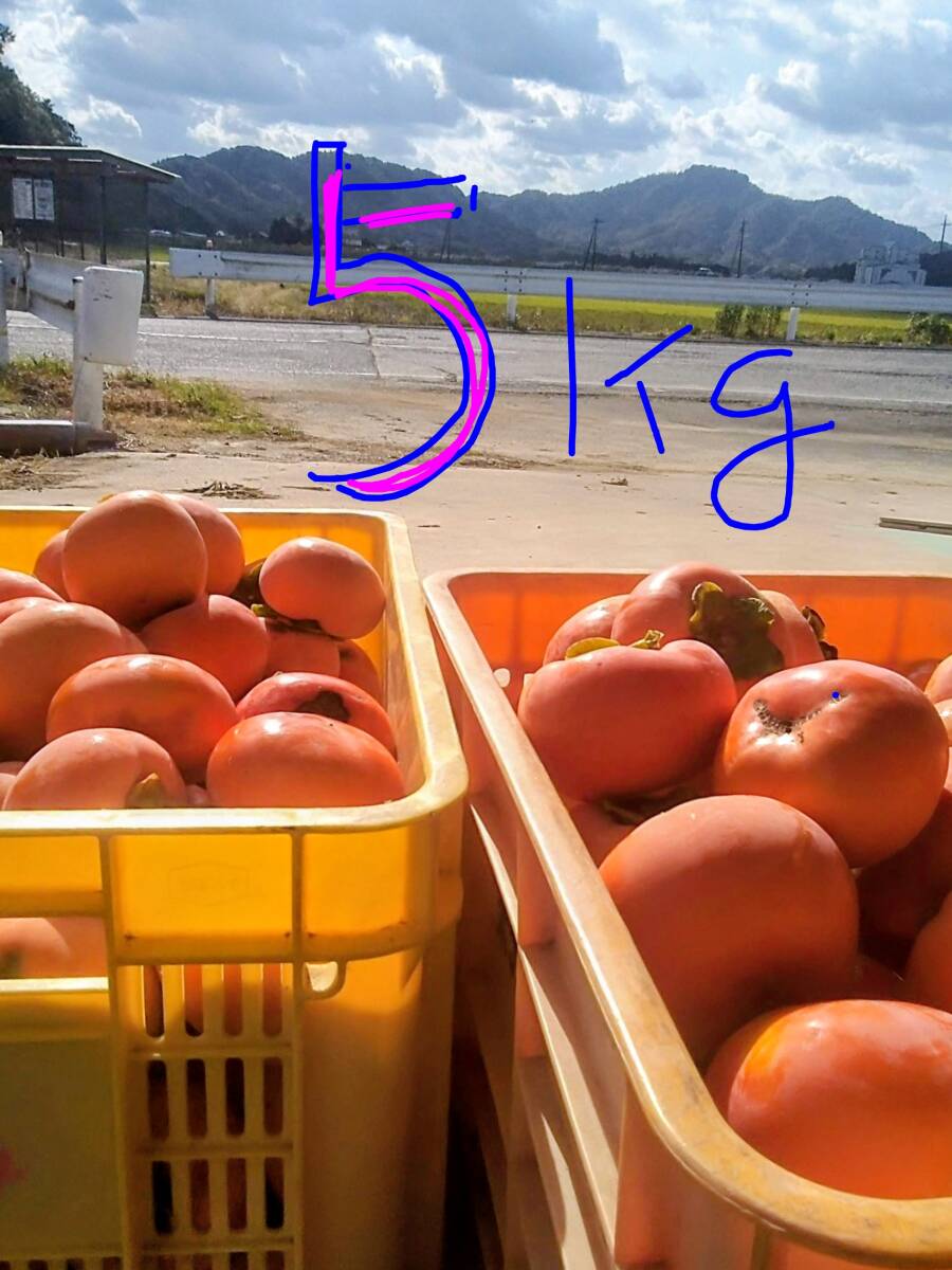 Yahoo!オークション - 硬めの柿好きの方へ 富有柿 5kg 硬め220g前後を2...