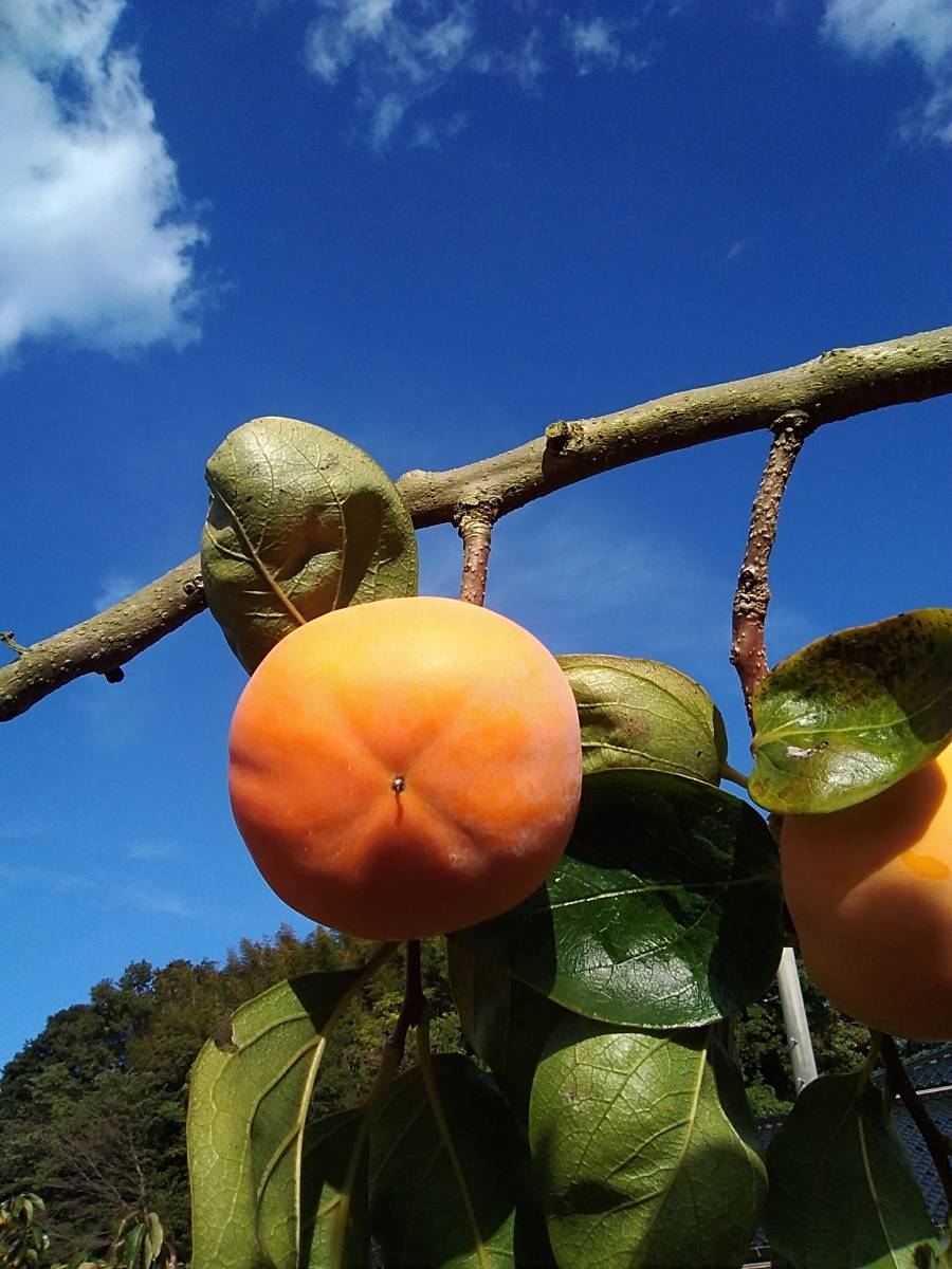 Yahoo!オークション - 硬めの柿好きの方へ 富有柿 5kg 硬め220g前後を2...