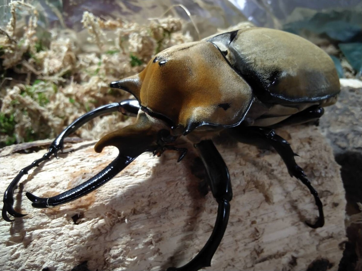 No29 エレファスゾウカブト ♂111 ♀67 ♀67 未後食 トリオ(外国産)｜売買されたオークション情報、yahooの商品情報をアーカイブ公開 - オークファン（aucfan.com）