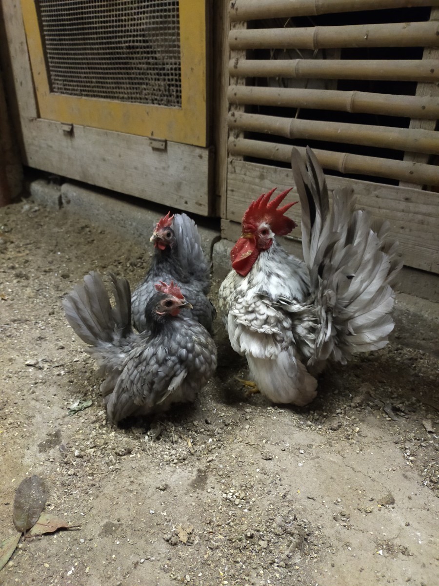 Yahoo!オークション - 浅葱チャボ食用有精卵 食用卵 卵5個