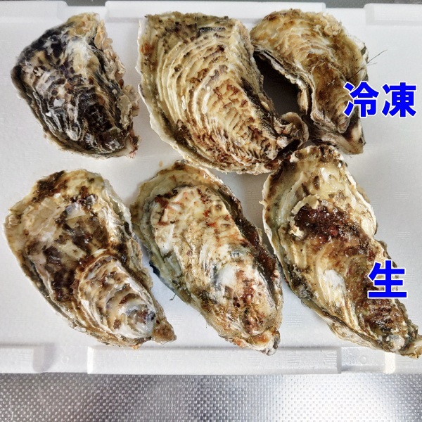 Yahoo!オークション - 2kg 急速凍結 生食用冷凍牡蠣 殻付き 牡蠣 殻付...