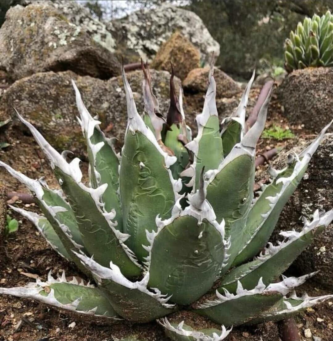 Yahoo!オークション - ハイブリッド【ホリダ×キシロナカンサ】と言う...