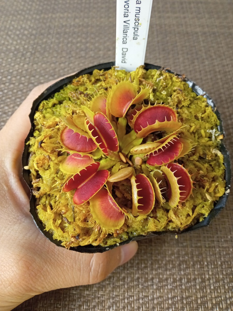 Yahoo!オークション - 食虫植物 Dionaea muscipula carnivoria villari...
