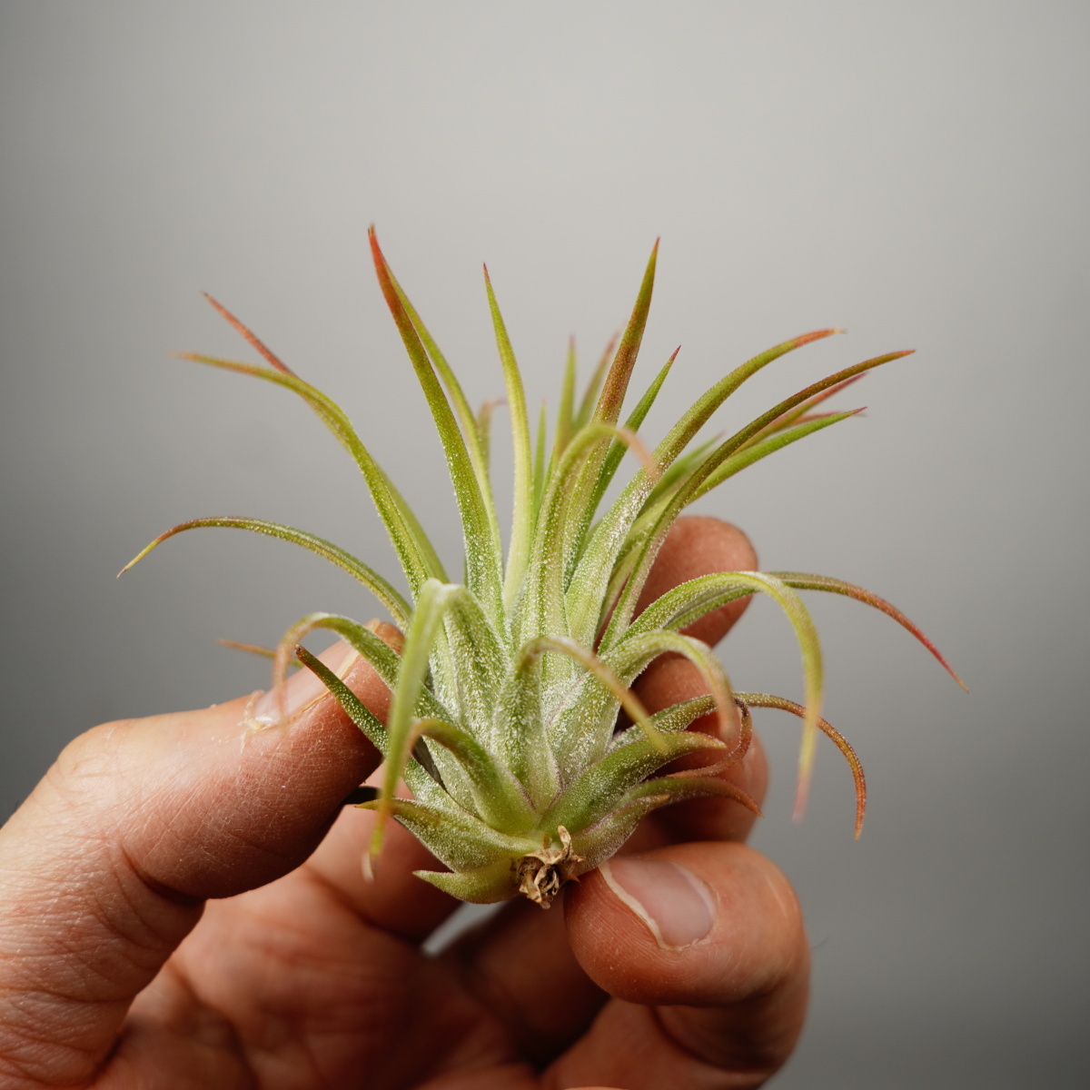 Yahoo!オークション - Tillandsia ionantha 'Variegata' チランジア ...