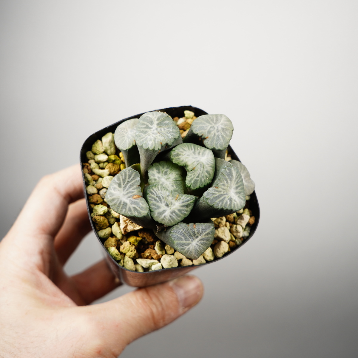 Yahoo!オークション - Haworthia 交配 万象 ハオルチア bromeplants