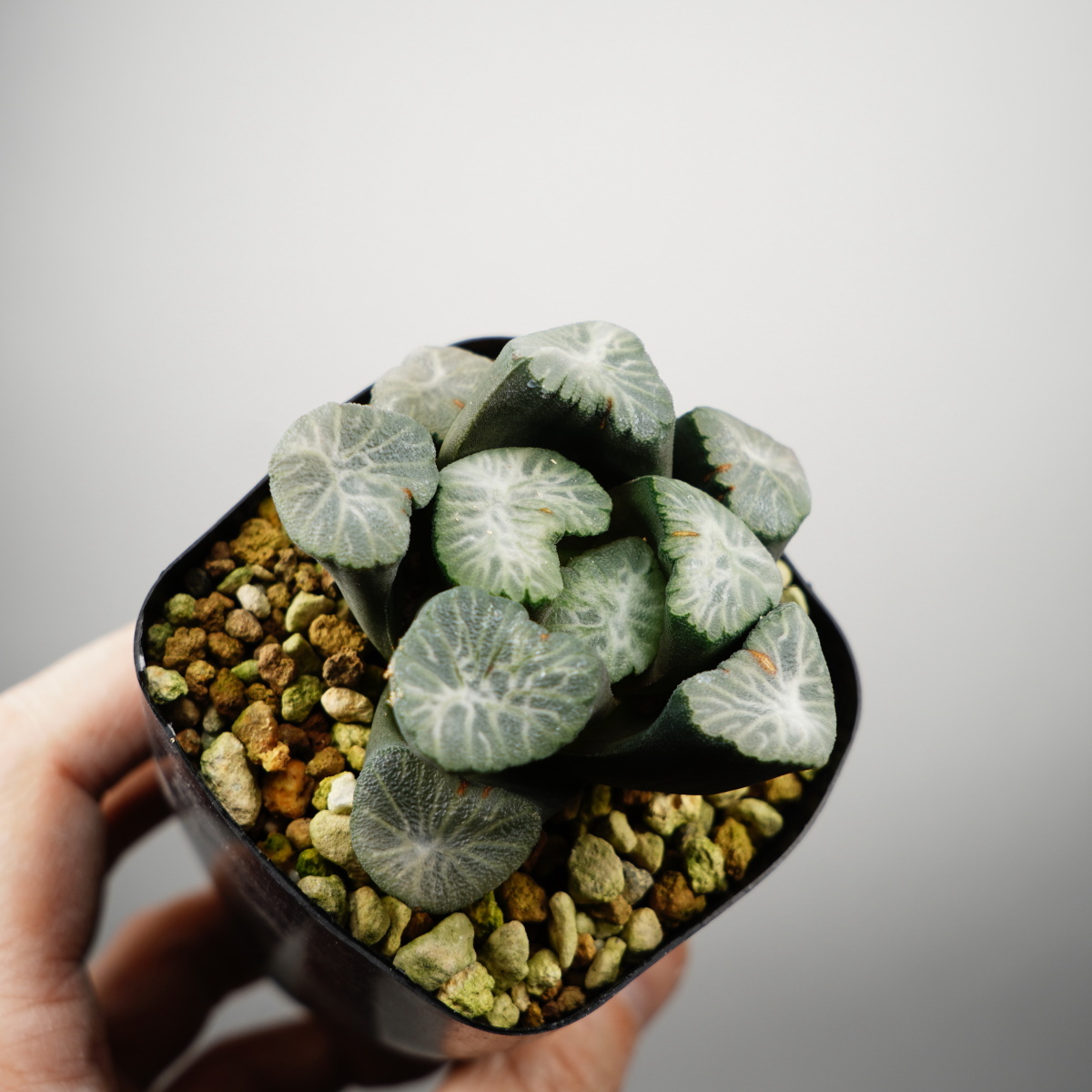 Yahoo!オークション - Haworthia 交配 万象 ハオルチア bromeplants
