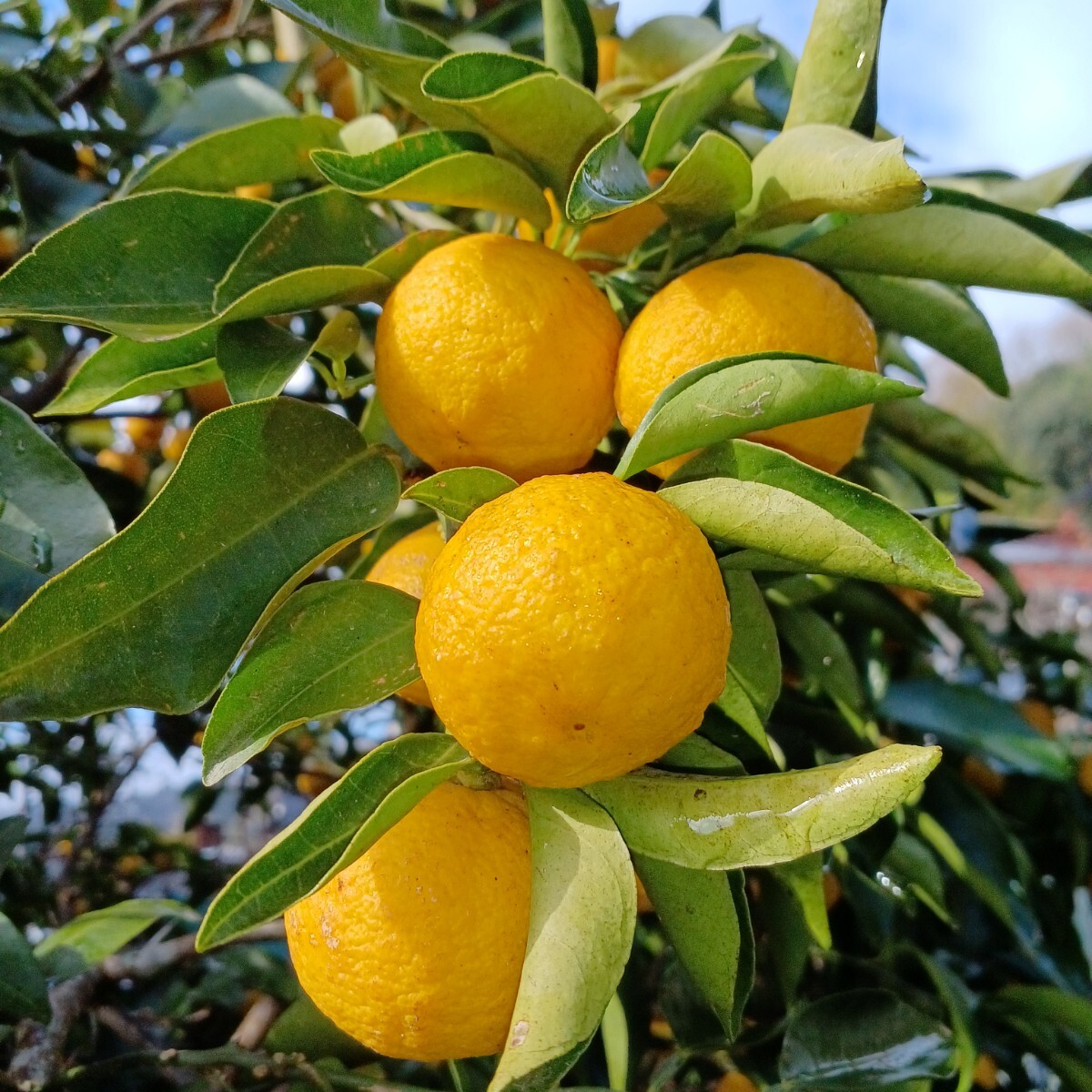 花柚子 2kg-40個以上 自然栽培 農家(果物)｜売買されたオークション情報、yahooの商品情報をアーカイブ公開 - オークファン（aucfan.com）