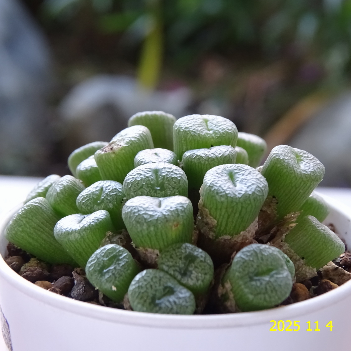 Yahoo!オークション - G402 コノフィツム【 エクティプム ブロウニー ...