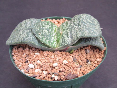 Yahoo!オークション - NGM894 ガステリア 臥牛 NS12 多肉