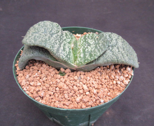 Yahoo!オークション - NGM894 ガステリア 臥牛 NS12 多肉