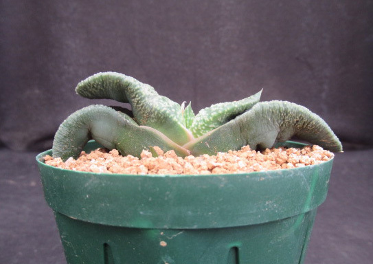 Yahoo!オークション - NGM894 ガステリア 臥牛 NS12 多肉