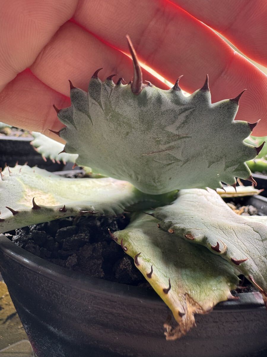 Yahoo!オークション - アガベ 超級龍爪×姫雷帝 ドラゴントゥース×イ...