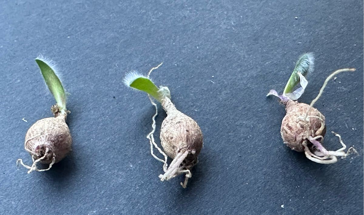 Yahoo!オークション - No.785 特選 珍奇植物 ストルマリア ヴィローサ/...