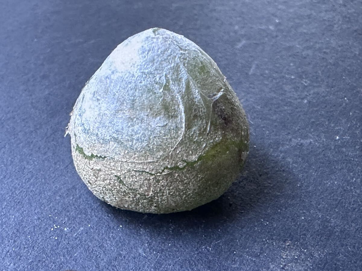 Yahoo!オークション - No.563 特選 多肉植物 コノフィツム ブルゲリ 厳...