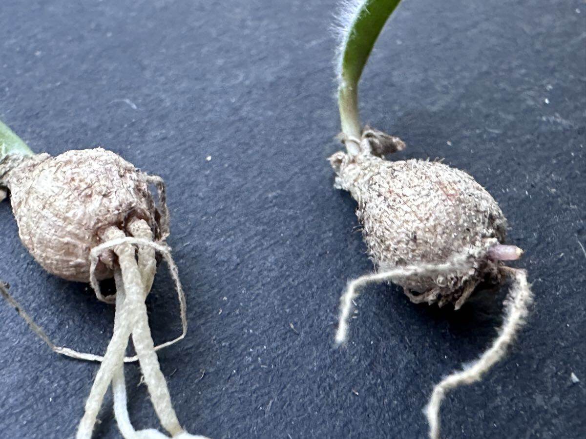 Yahoo!オークション - No.786 特選 珍奇植物 ストルマリア ヴィローサ/...