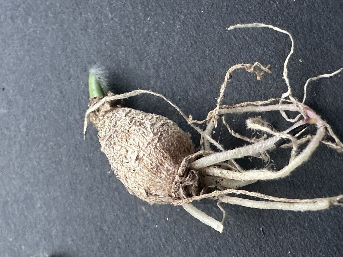 Yahoo!オークション - No.967 特選 珍奇植物 ストルマリア ヴィローサ/...