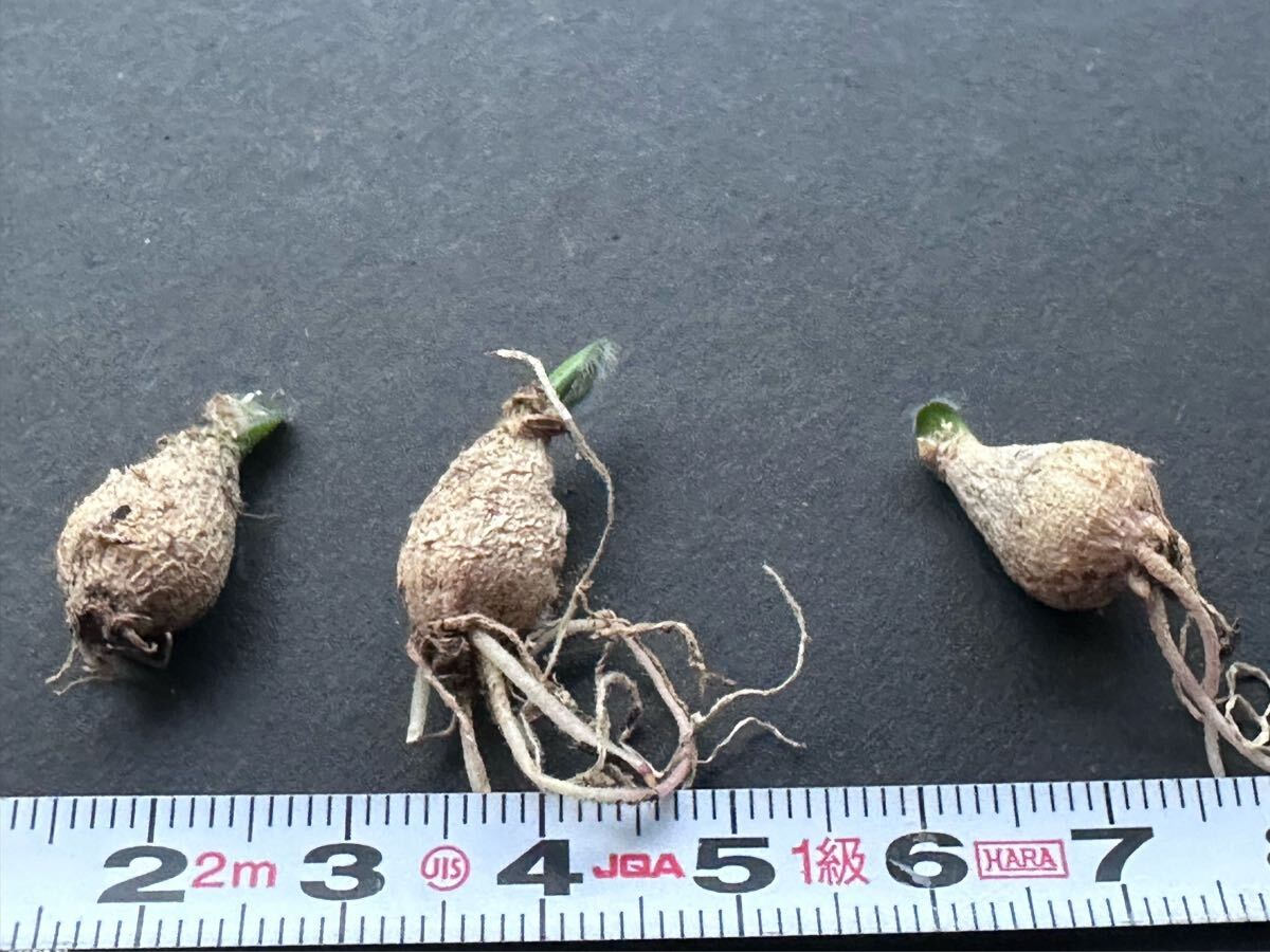 Yahoo!オークション - No.967 特選 珍奇植物 ストルマリア ヴィローサ/...