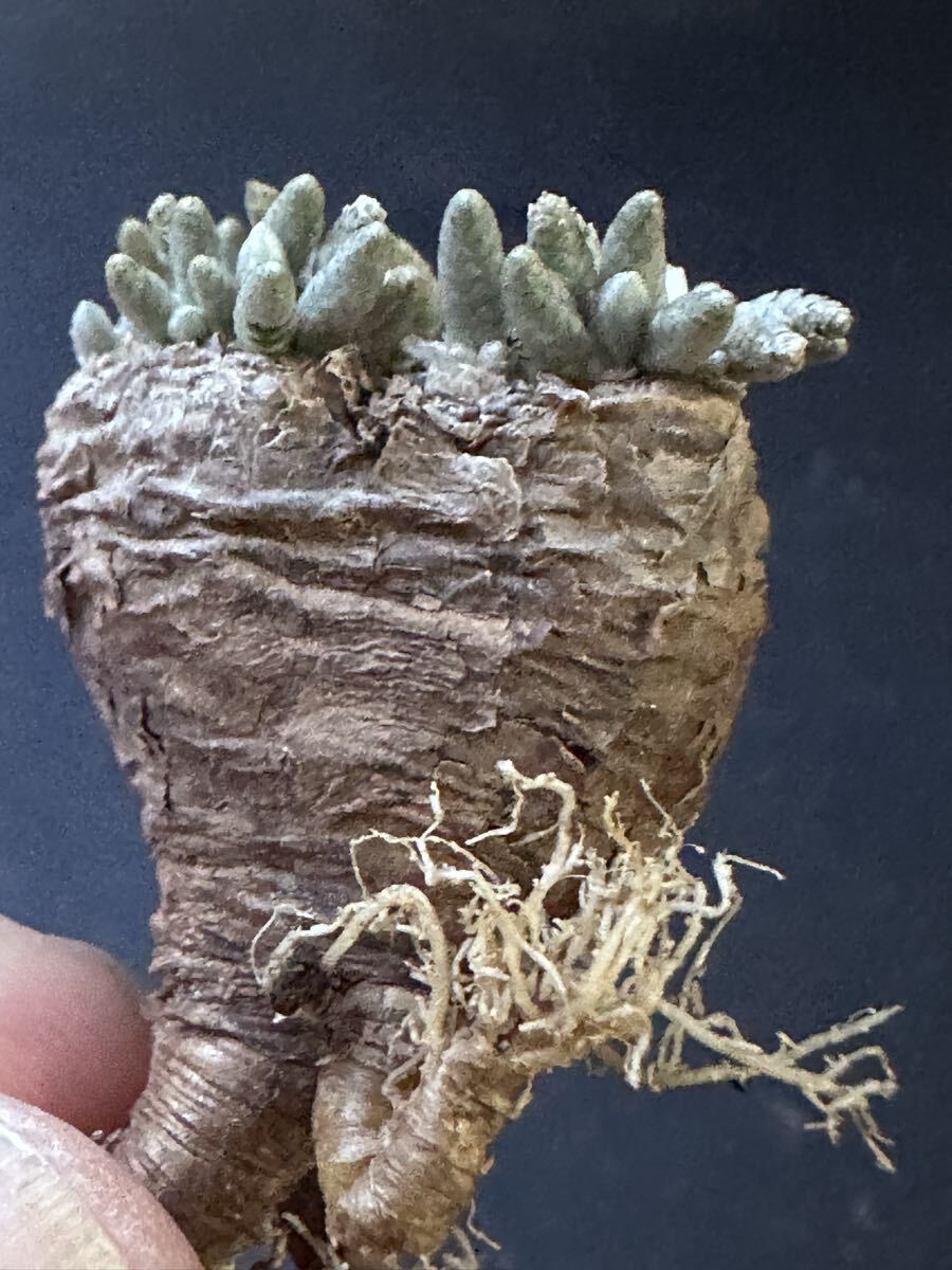 Yahoo!オークション - No.612 特選 多肉植物 Avonia アボニア quinaria...