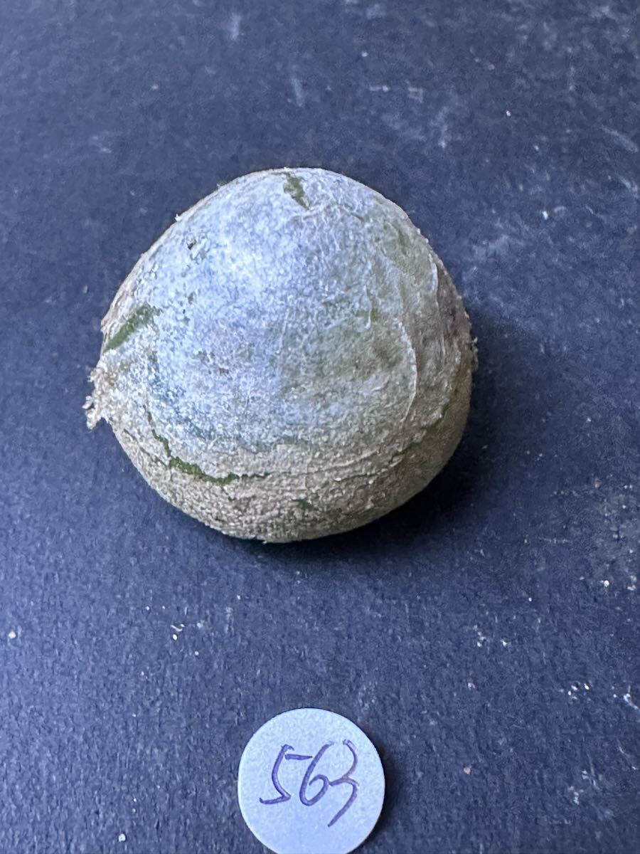 Yahoo!オークション - No.563 特選 多肉植物 コノフィツム ブルゲリ 厳...