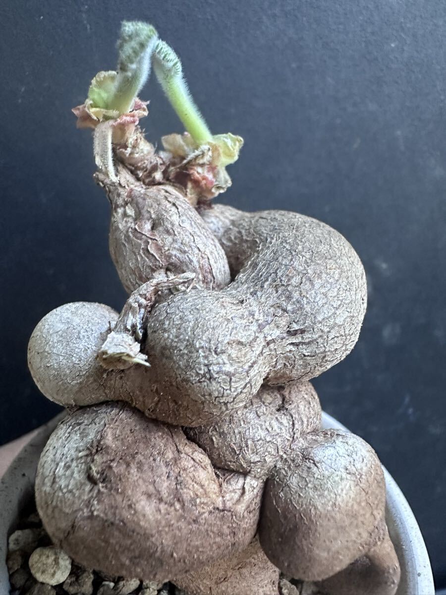 Yahoo!オークション - No.725 特選 ペラルゴニウム・トリステ Pelargon...