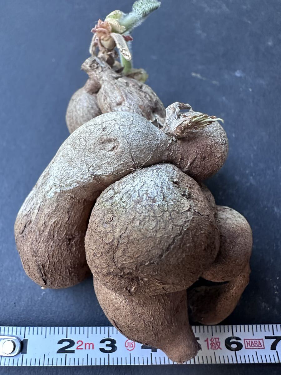 Yahoo!オークション - No.725 特選 ペラルゴニウム・トリステ Pelargon...