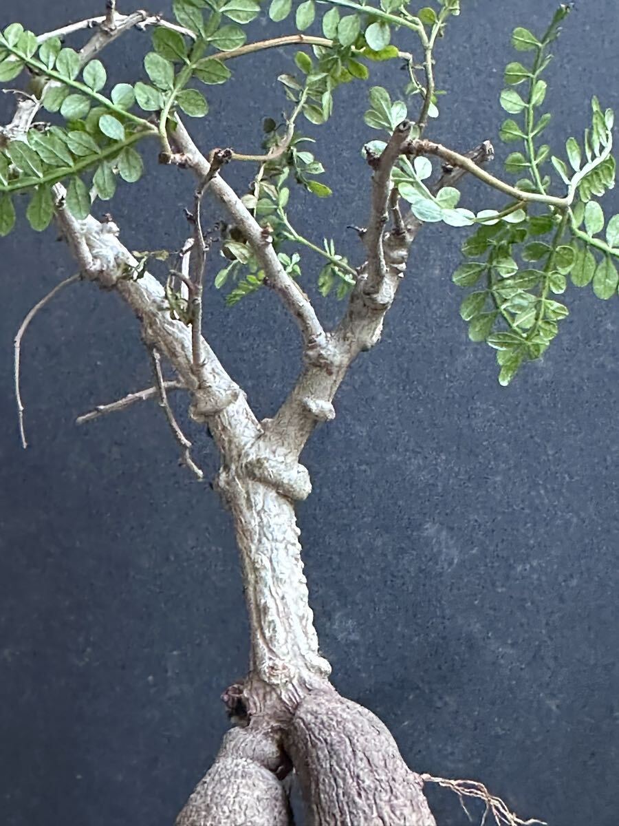 Yahoo!オークション - No.778 特選 塊根オペルクリカリアパキプス Oper...