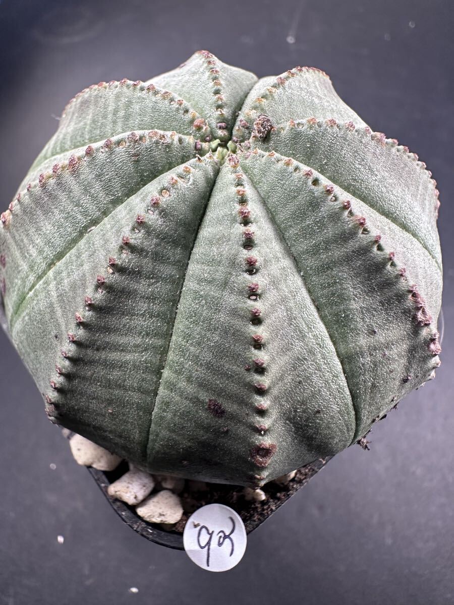 Yahoo!オークション - No.903 新入荷 多肉植物 貴重植物 ユーフォルビ...