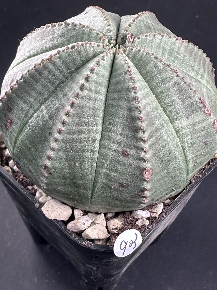 Yahoo!オークション - No.903 新入荷 多肉植物 貴重植物 ユーフォルビ...