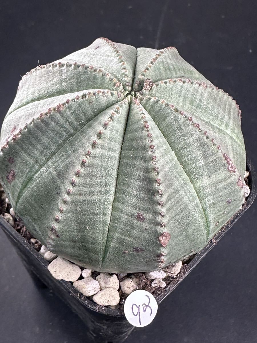 Yahoo!オークション - No.903 新入荷 多肉植物 貴重植物 ユーフォルビ...