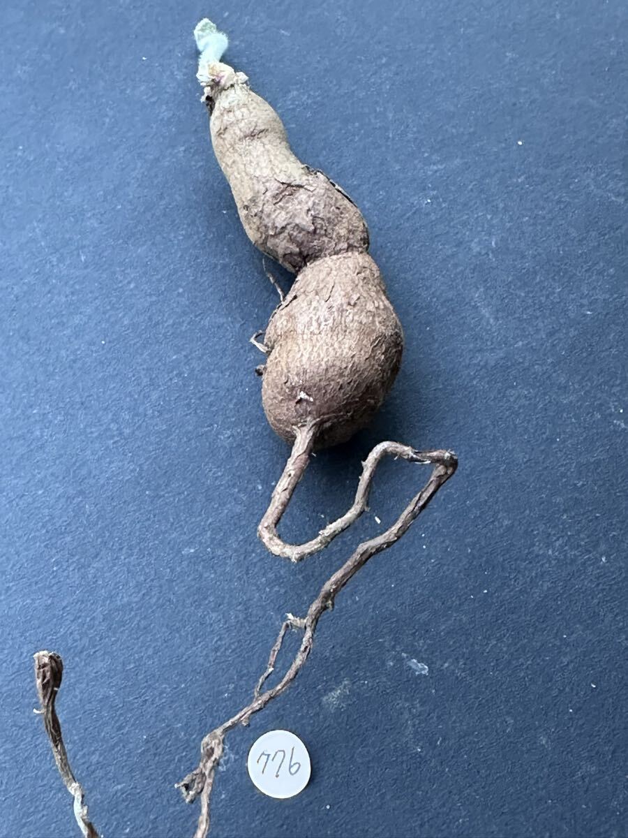 Yahoo!オークション - No.776 特選 ペラルゴニウム・トリステ Pelargon...