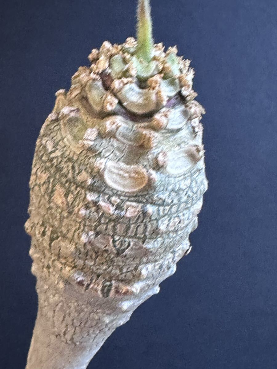 Yahoo!オークション - No.873 特選 多肉植物 ユーフォルビア アンカレ...