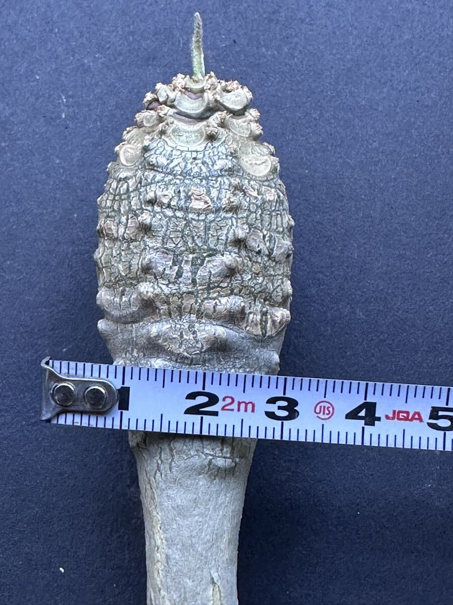 Yahoo!オークション - No.873 特選 多肉植物 ユーフォルビア アンカレ...